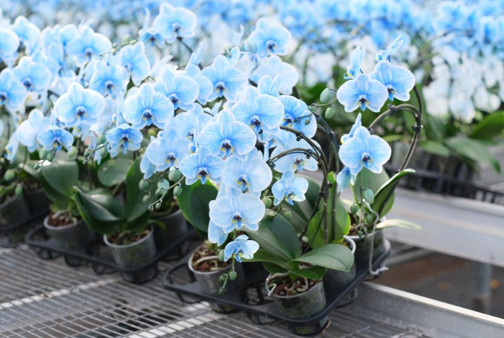 The Westerlay Orchids Wave is Making a Splash in 2024