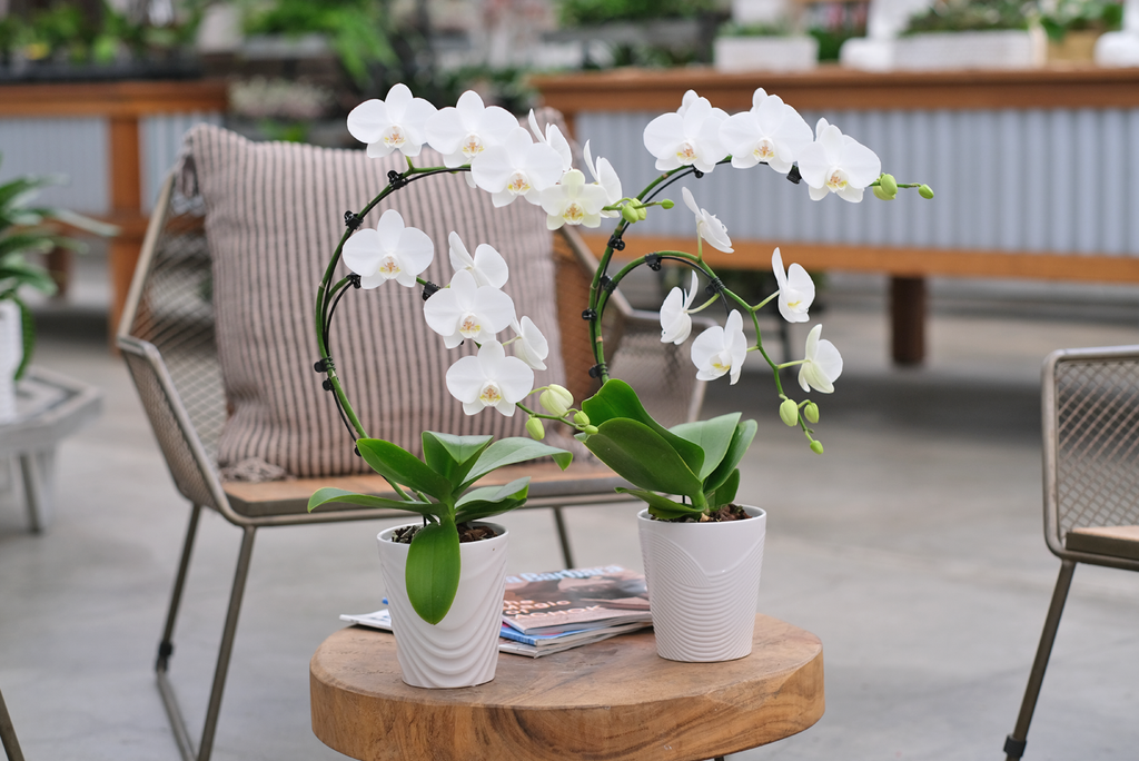 Westerlay Orchids Release "The Wave" During National Indoor Plant Week