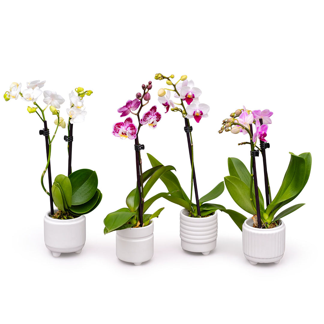 Westerlay Orchids