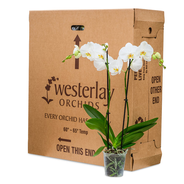 Premium Orchids - 10 Pack White in Grow | Wholesale – Westerlay