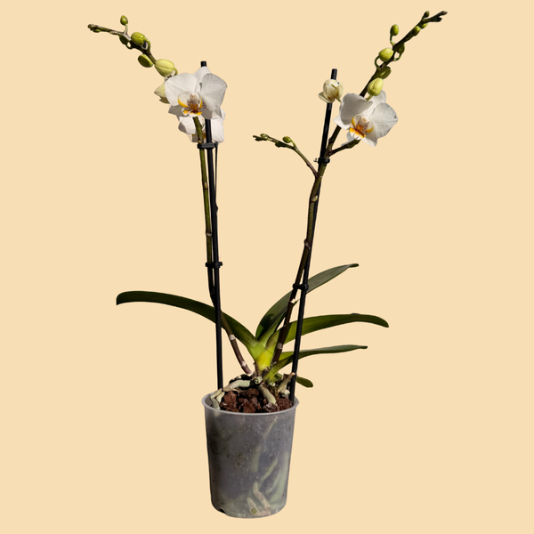 Tabletop Orchids - 15 Pack White in Ceramic | Wholesale – Westerlay