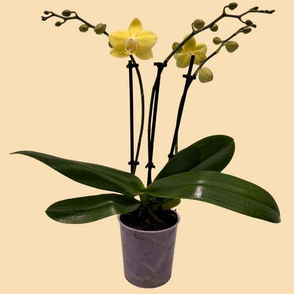 Tabletop Orchids - 15 Pack in Ceramic | Wholesale – Westerlay